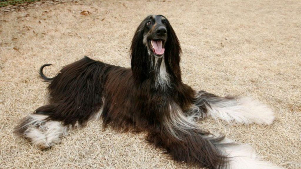 Conheça Snuppy, o primeiro cachorro clonado do mundo