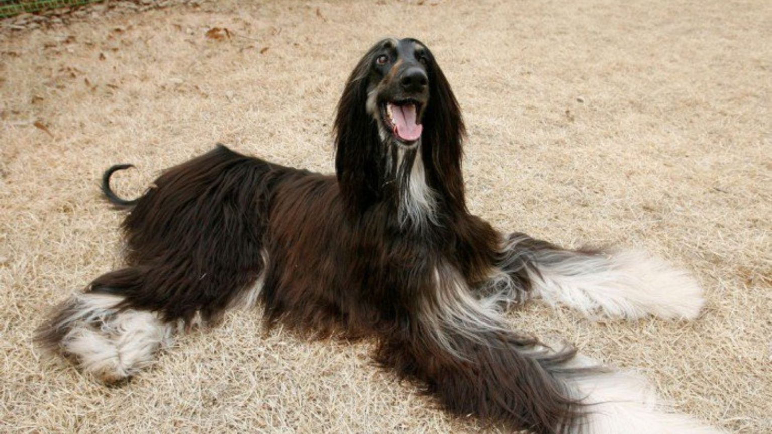 Conheça Snuppy, o primeiro cachorro clonado do mundo