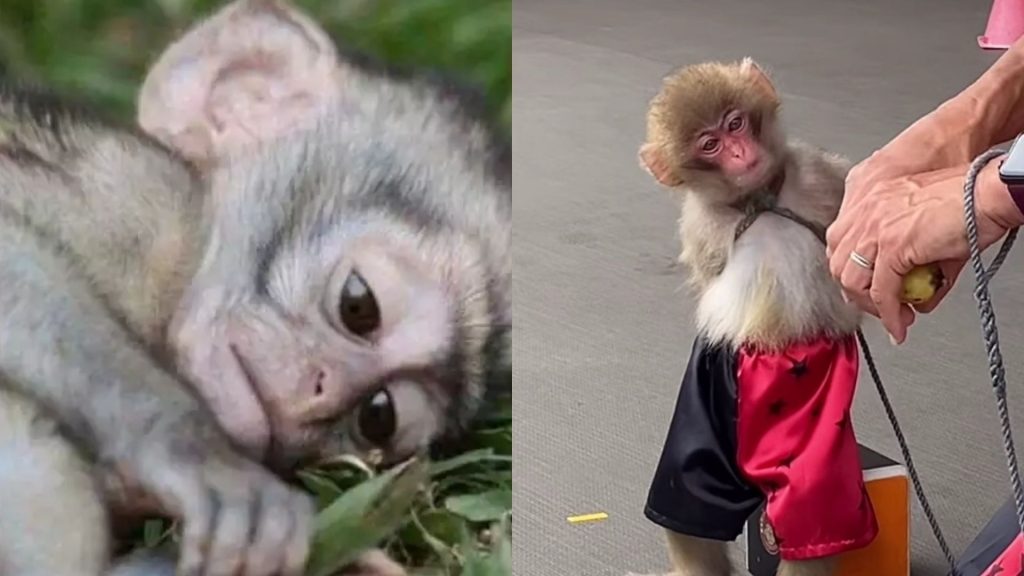 Arquivos memes de macacos - Perfil Brasil