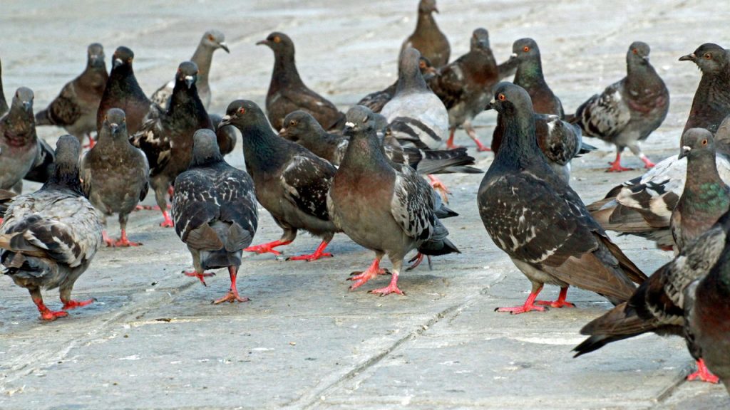 O segredo dessas aves amarem tanto os centros urbanos das cidades