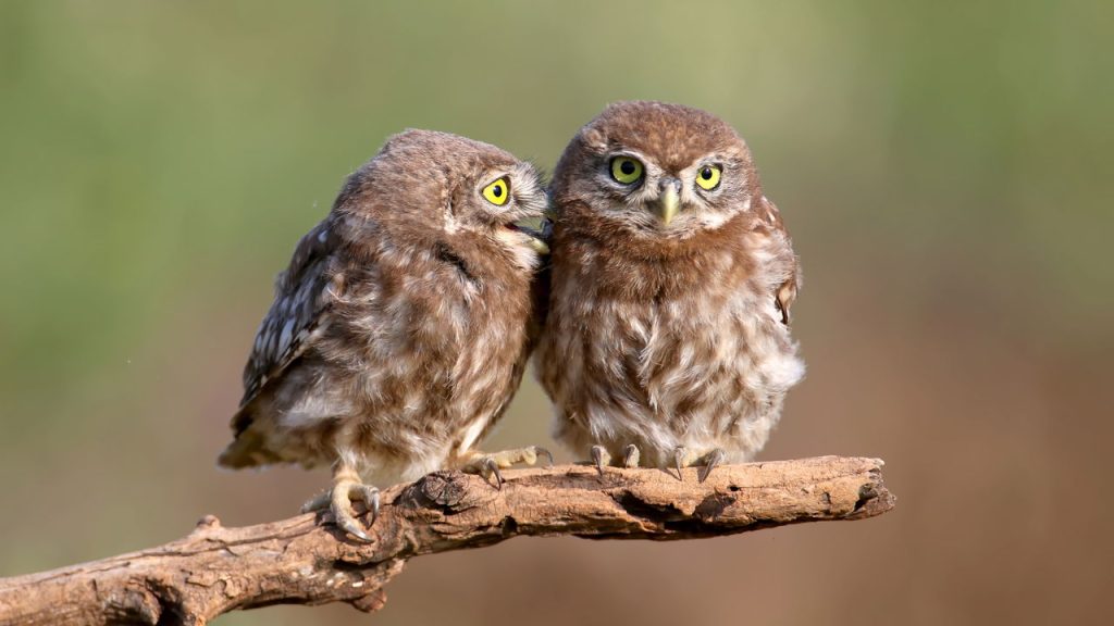 Corujas: curiosidades sobre como vivem as aves noturnas que são ...