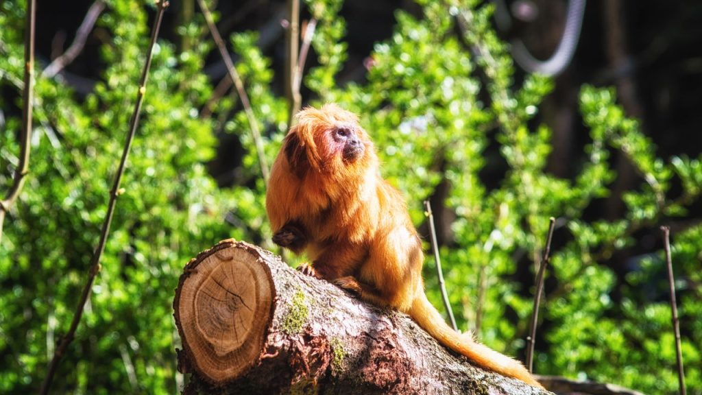 As espécies de animais que são exclusivas das terras brasileiras!