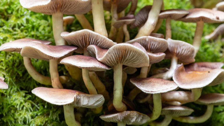 Entenda o papel crucial dos fungos para o ecossistema e surpreenda-se