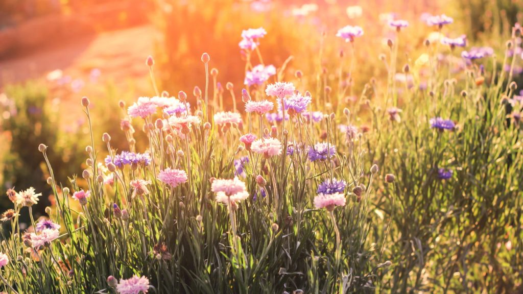 O simples contato com a natureza pode melhorar seu bem-estar físico e ...