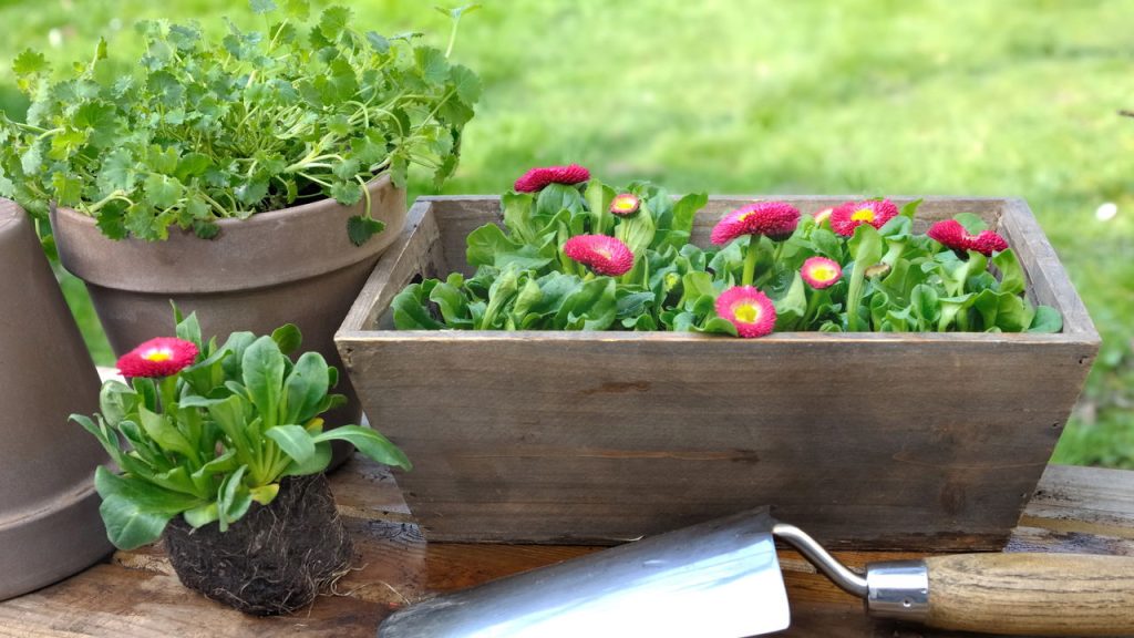 Bonina é a flor mais charmosa e fácil para cultivar no seu jardim