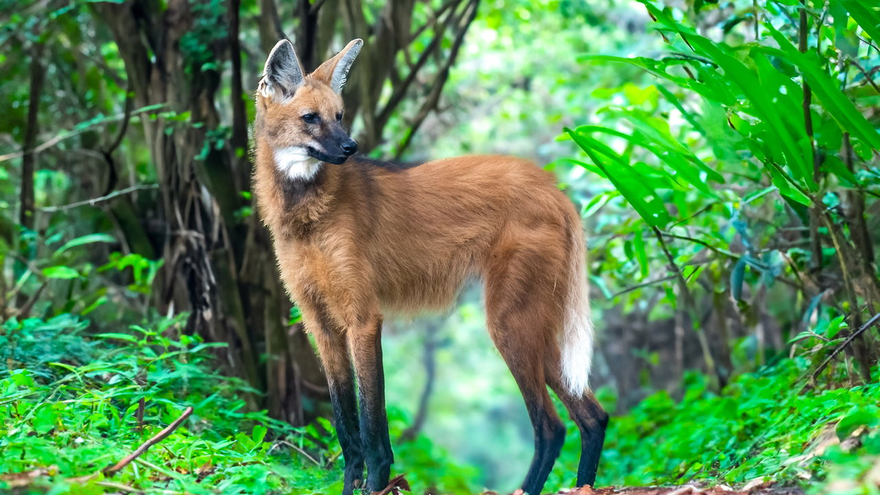 4 espécies de animais são exclusivas da fauna brasileira e você não sabia