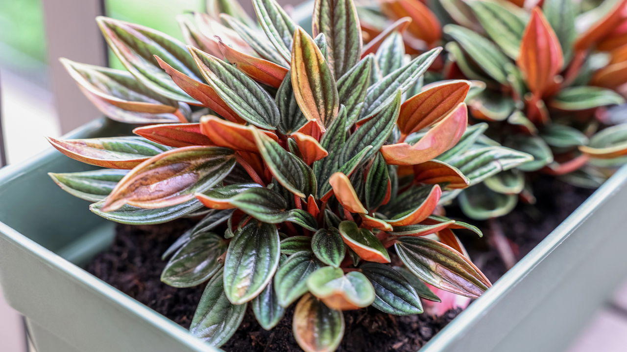 Essa plantinha charmosa vai transformar qualquer cantinho da sua casa