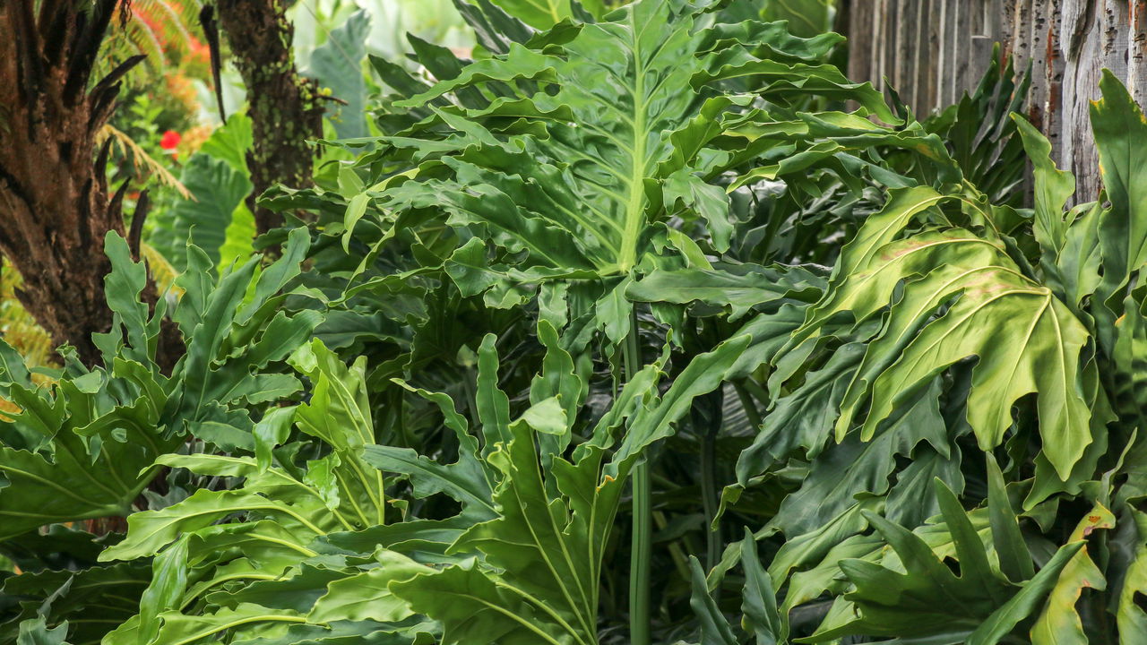 4 cuidados essenciais para ter um Guaimbê saudável e bonito