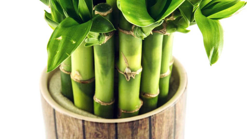 O segredo para cultivar bambu em vasos que pouca gente conhece