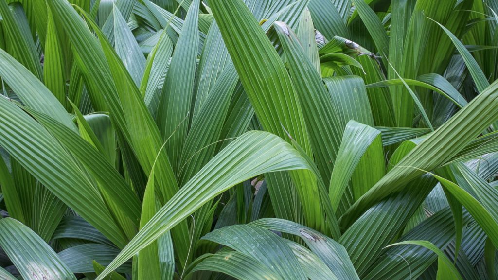 5 motivos para cultivar curculigo no seu jardim