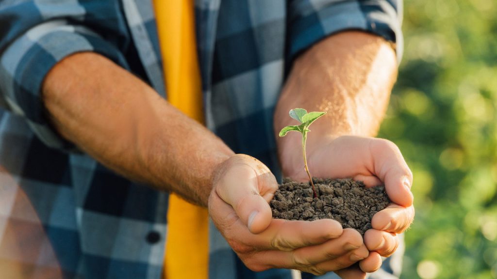 Entenda por que plantar sementes em casa se tornou tendência