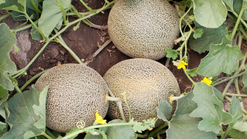 Aprenda como cultivar um melão perfeito sem erros