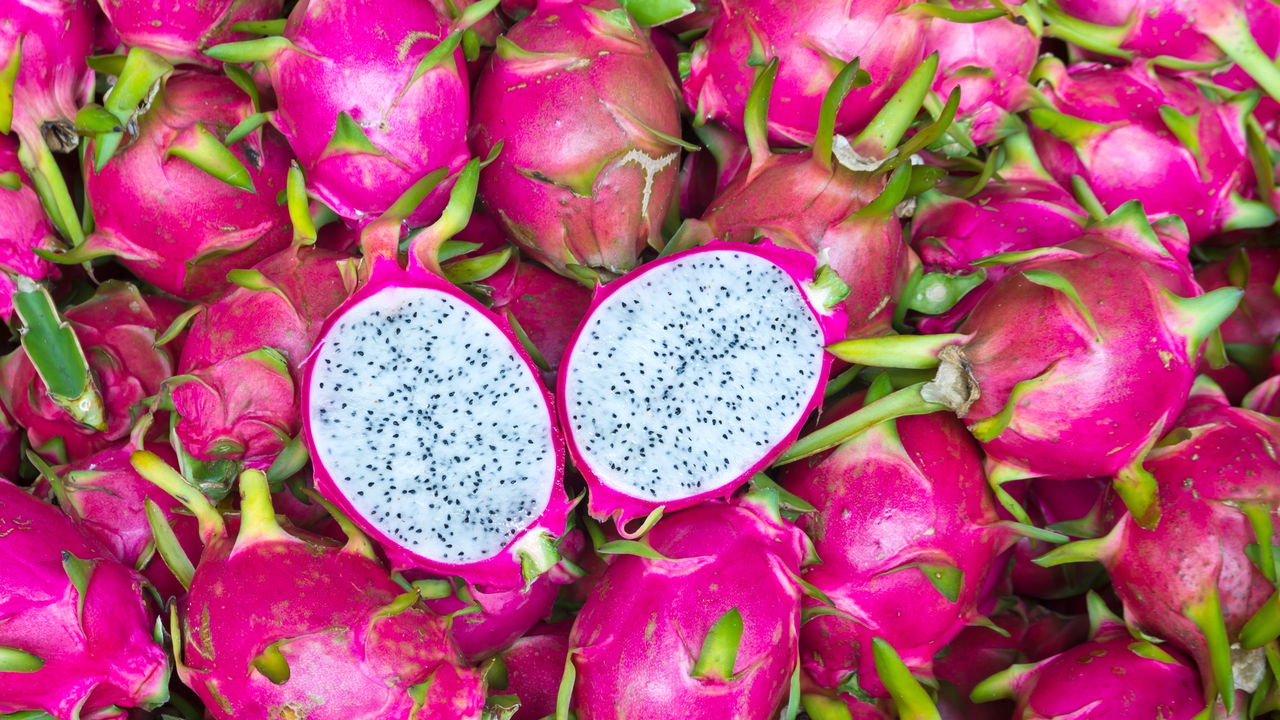 Saiba como plantar, cultivar e aproveitar todos os benefícios da pitaya