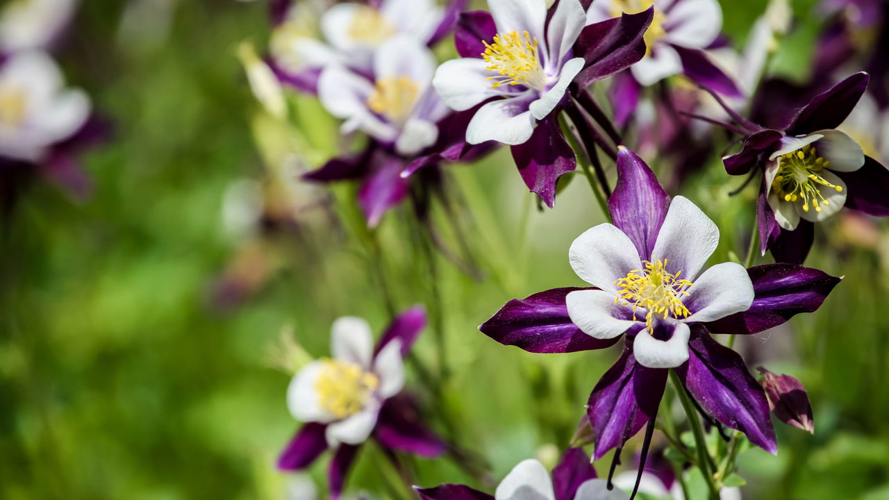 Essa flor delicada muda completamente o visual do seu jardim