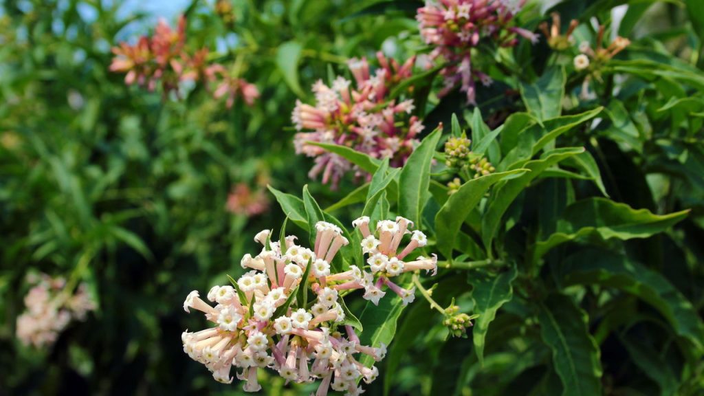 As flores mais perfumadas para deixar sua casa irresistível