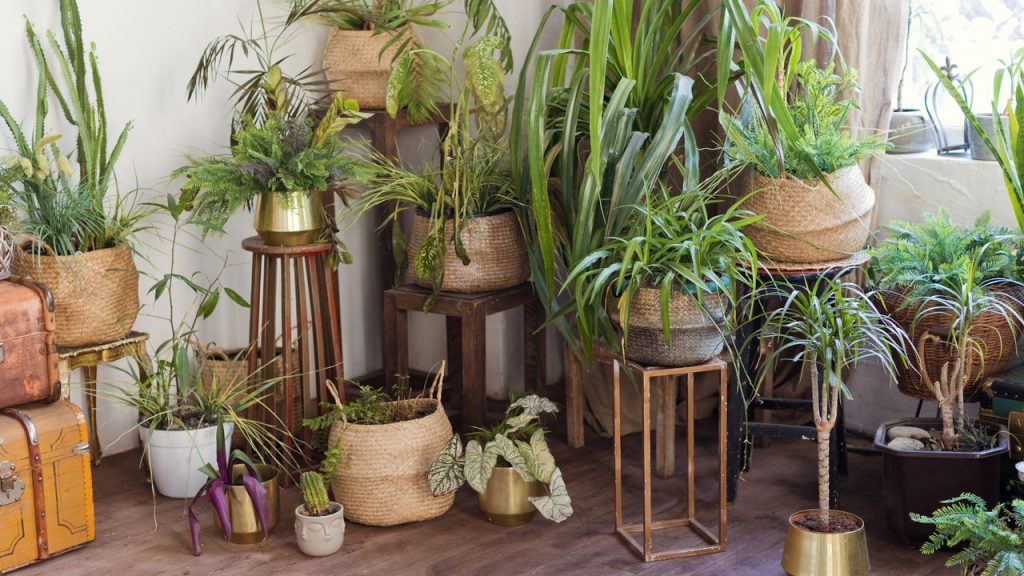 As 5 plantas mais poderosas contra inveja e energias negativas