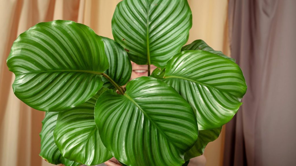 Essa planta tropical é perfeita para quem ama verde e sofisticação