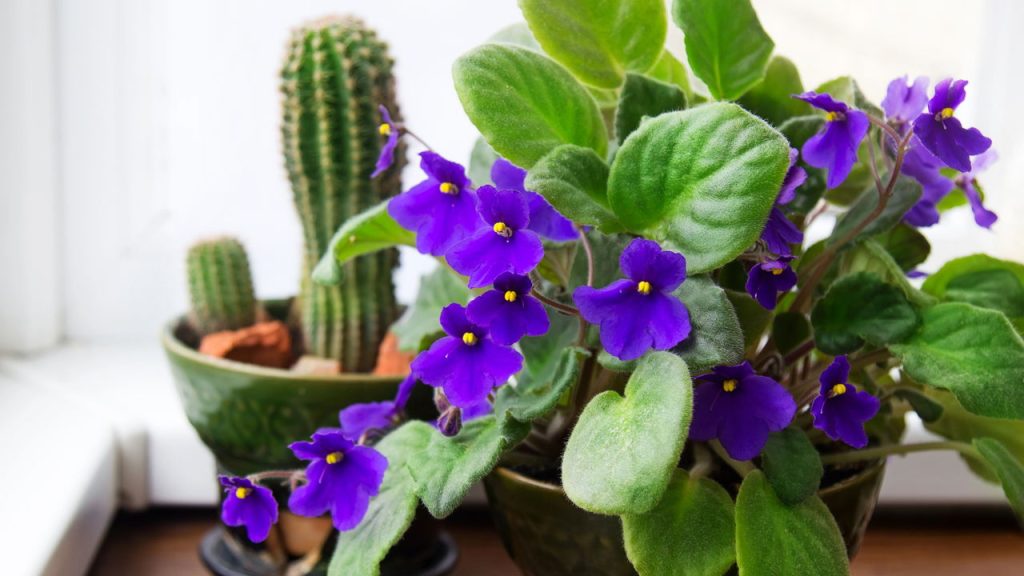 10 flores perenes perfeitas para jardins fáceis de cuidar