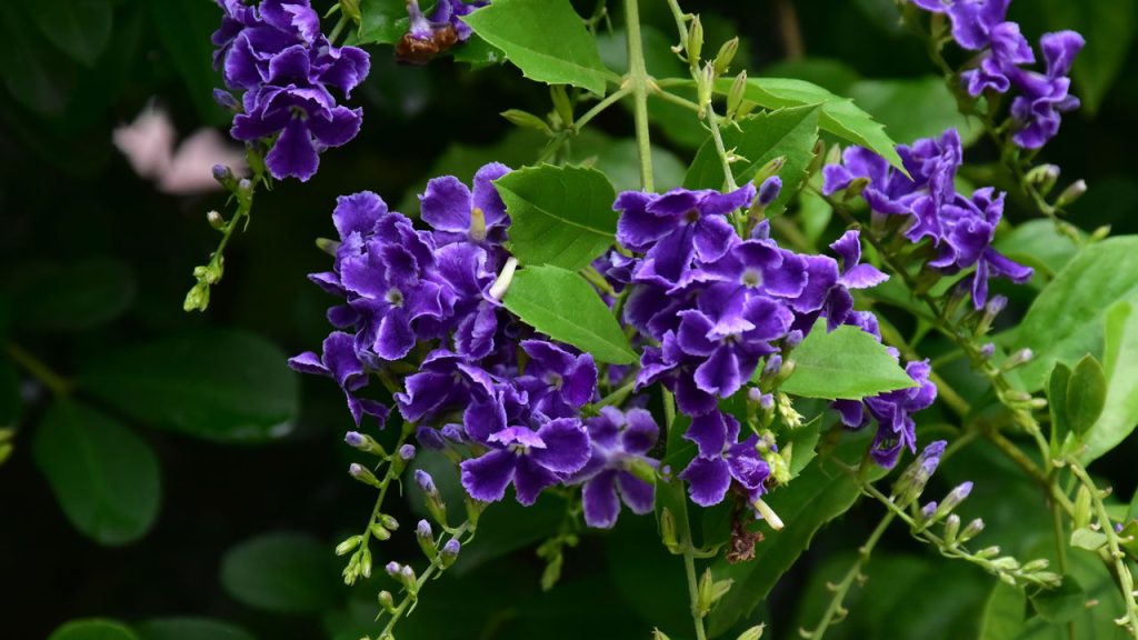 A melhor planta para cercas vivas com cor e fácil cuidado