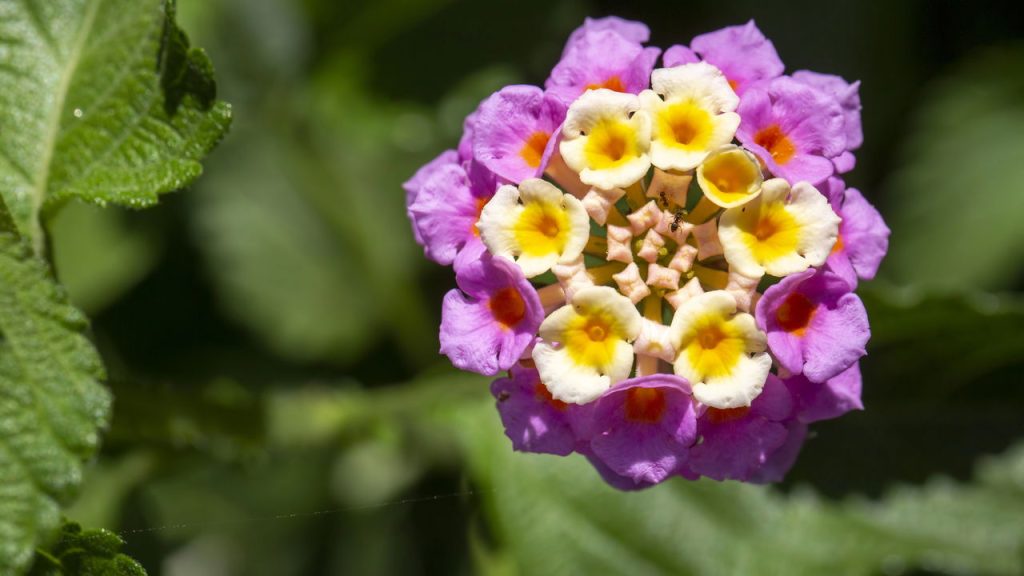 Cambará é a planta perfeita para quem quer um jardim florido