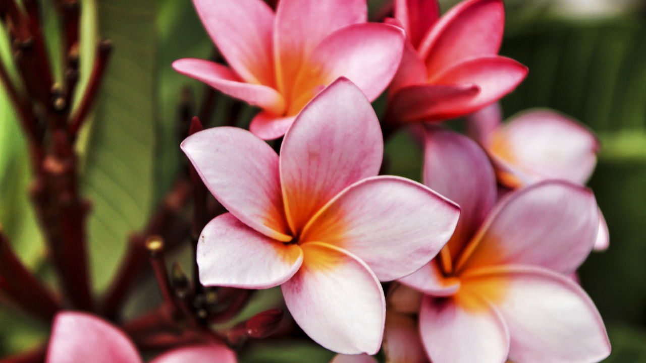 A flor tropical mais perfumada e fácil de cuidar que você vai conhecer