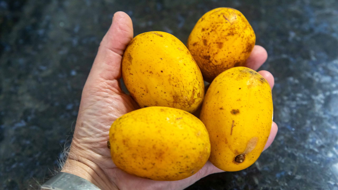 Quem planta cajá-manga nunca mais quer outra fruta