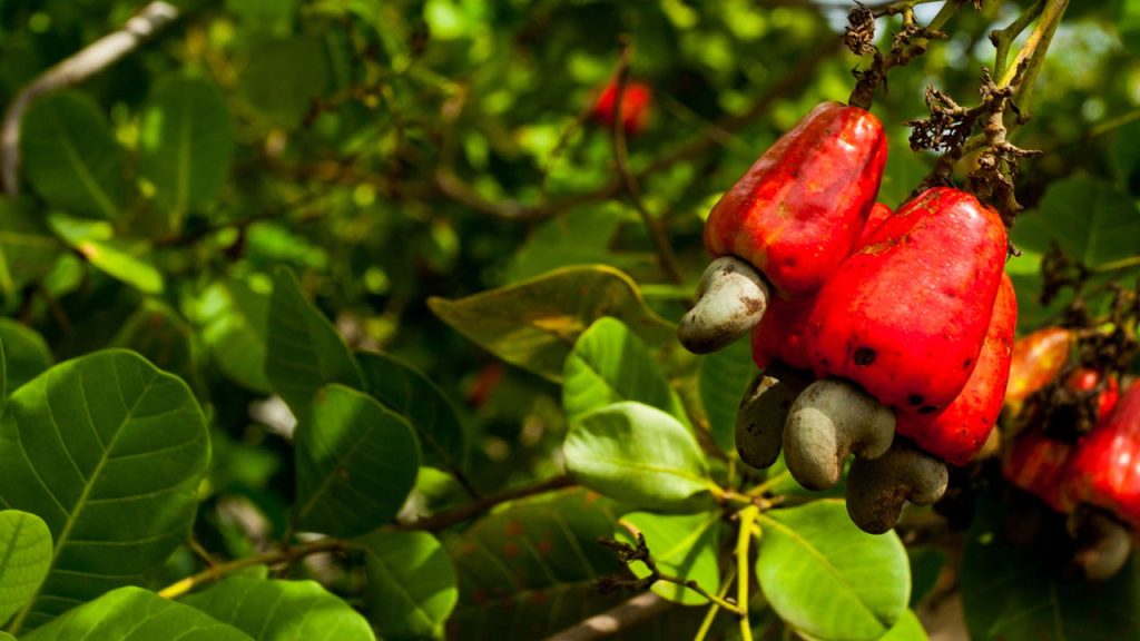 Aprenda a cultivar caju em casa e aproveitar cada parte do fruto