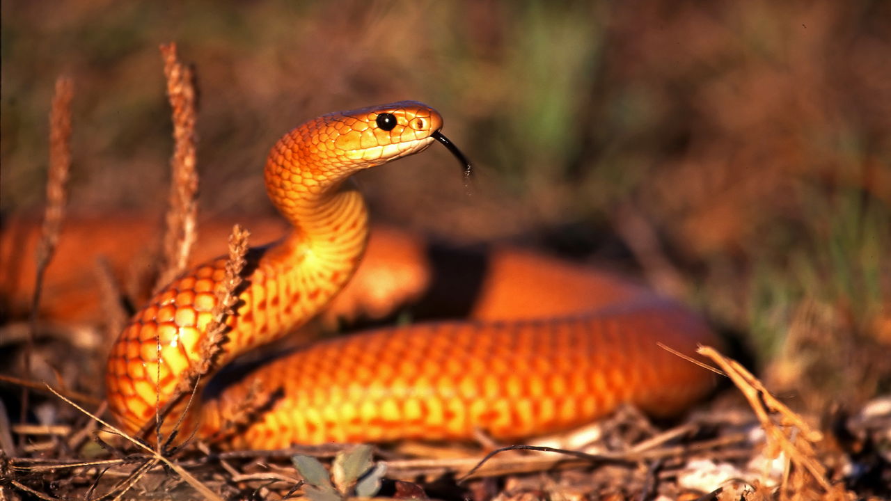 As 3 serpentes que vivem na natureza e são as mais perigosas