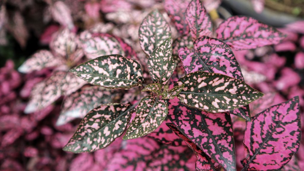 A planta de folhagem colorida para ambientes internos