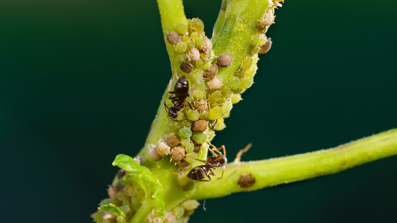 5 dicas para evitar ácaros em suas plantas