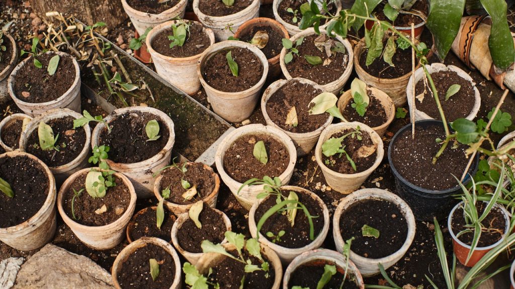 Cinco dicas para escolher o vaso perfeito para cada planta