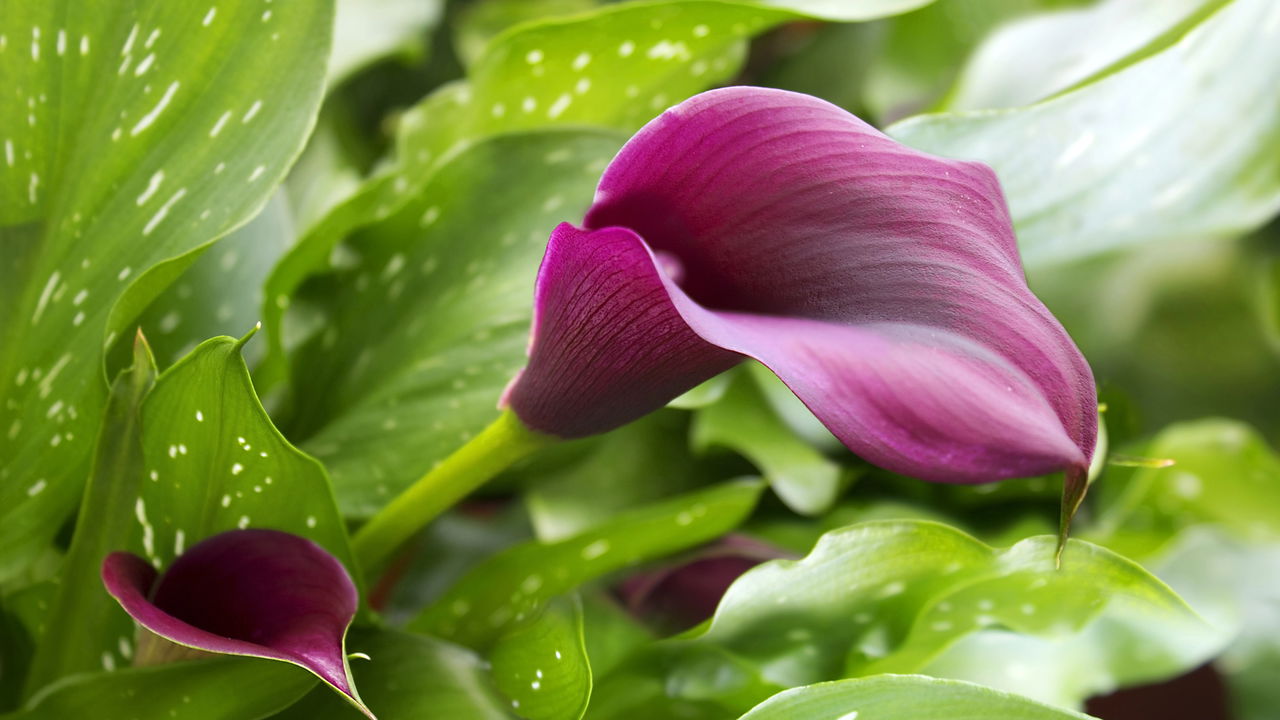 Quem cultiva Calla com atenção colhe flores lindas e folhas saudáveis