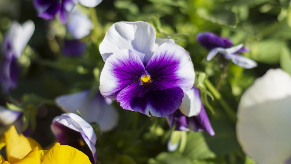 A flor delicada que resiste ao frio e encanta por meses