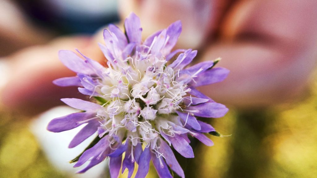 O truque que deixa a Flor da Saudade ainda mais resistente e linda