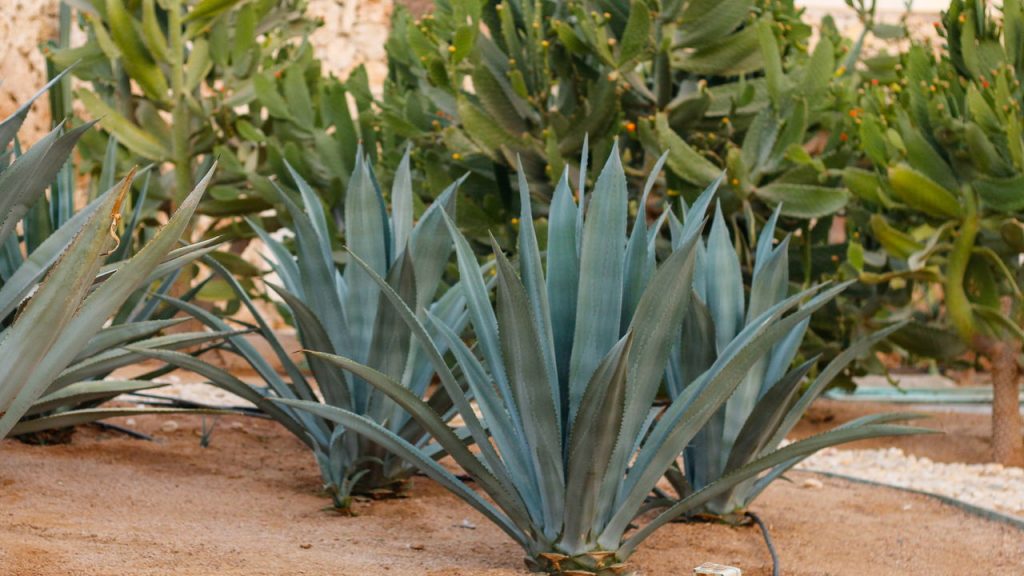 As melhores espécies de plantas para ambientes secos