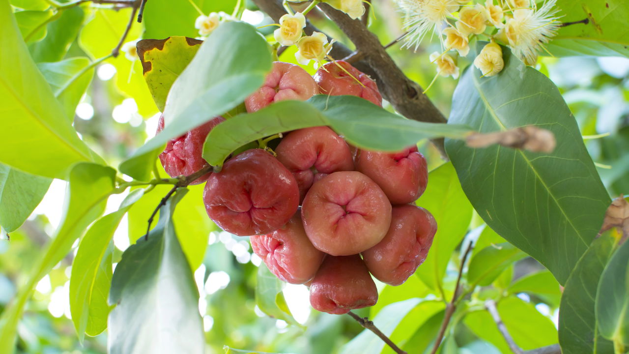 Como plantar e cultivar jambo em casa da maneira correta