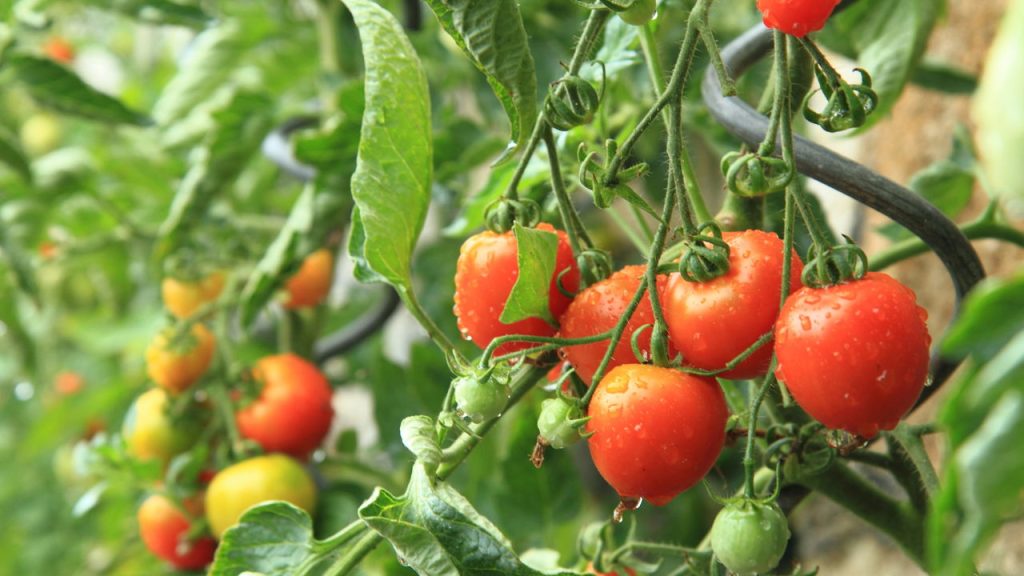 Técnicas práticas ajudam a salvar sua produção de tomates