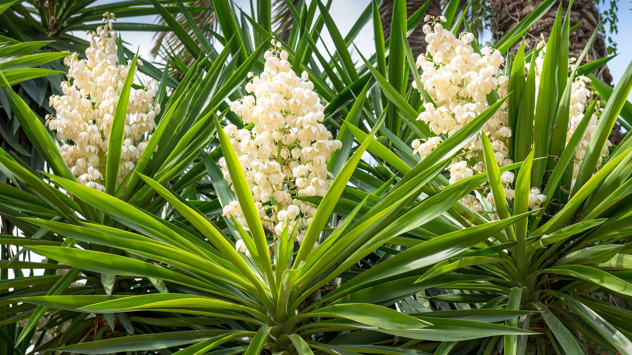 As melhores espécies de plantas para ambientes secos