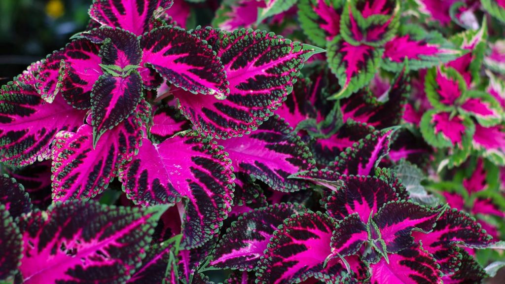 Essa planta colorida se transforma com a luz e quase não dá trabalho