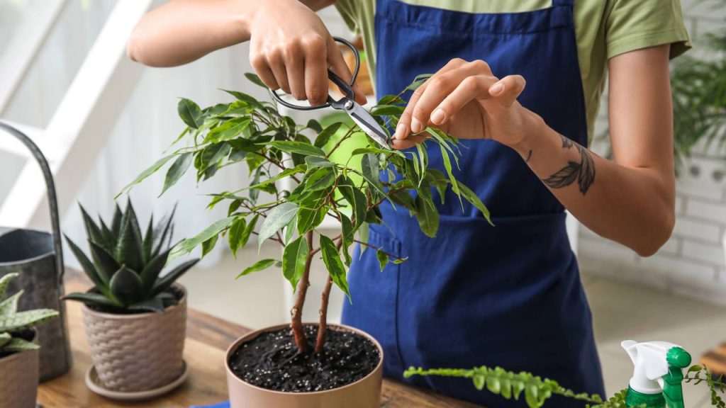 Evite erros na poda e veja como pequenos cortes deixam suas plantas ...