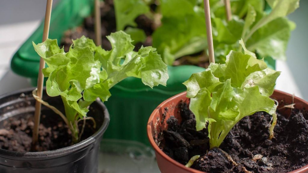 Projeto simples para plantar alface em vasos na sua própria casa sem ...