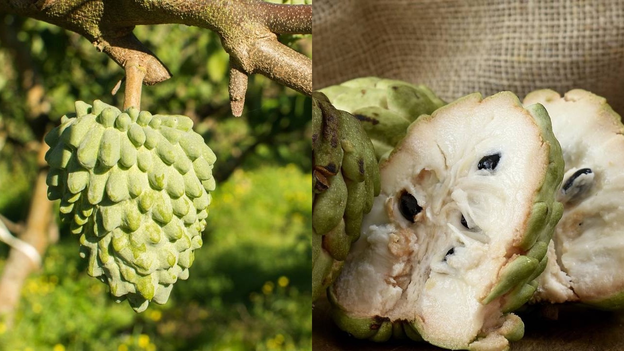 Essa fruta é cremosa, rica em vitamina C e ainda é fácil de cuidar