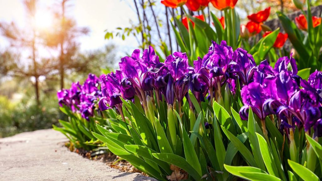 Essa é a flor perene mais charmosa e fácil de cultivar no jardim
