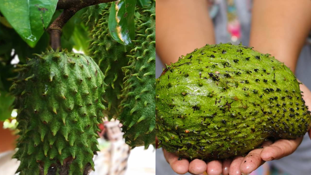 Aprenda como plantar graviola em vaso e colher frutos doces e nutritivos