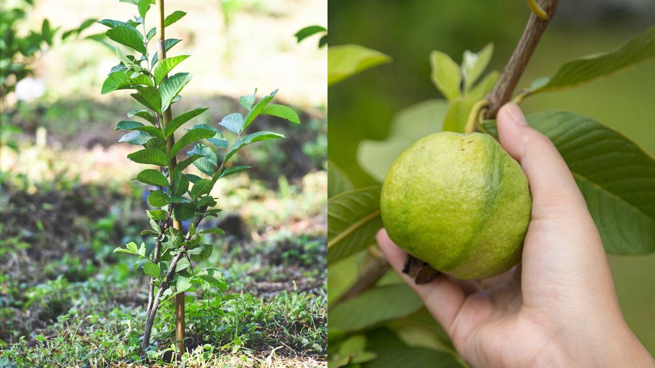 Aprenda a plantar goiabeira em vasos ou no solo e colha frutas em casa